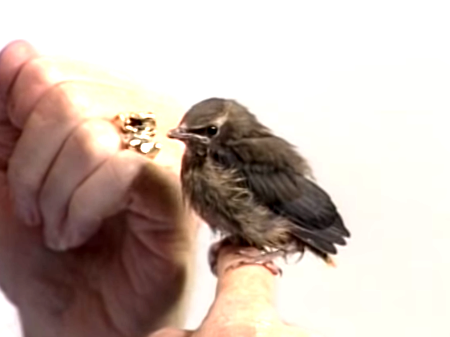 Bob Ross' Animal Friends