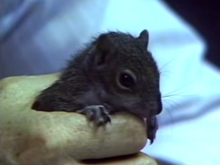 Bob Ross' Animal Friends