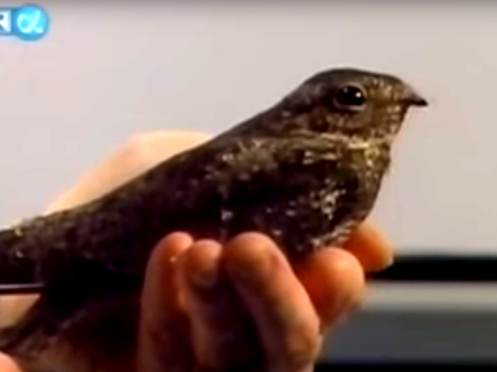 Bob Ross' Animal Friends