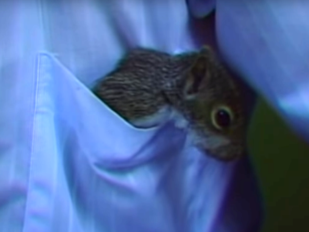 Bob Ross' Animal Friends