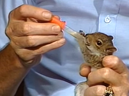 Bob Ross' Animal Friends