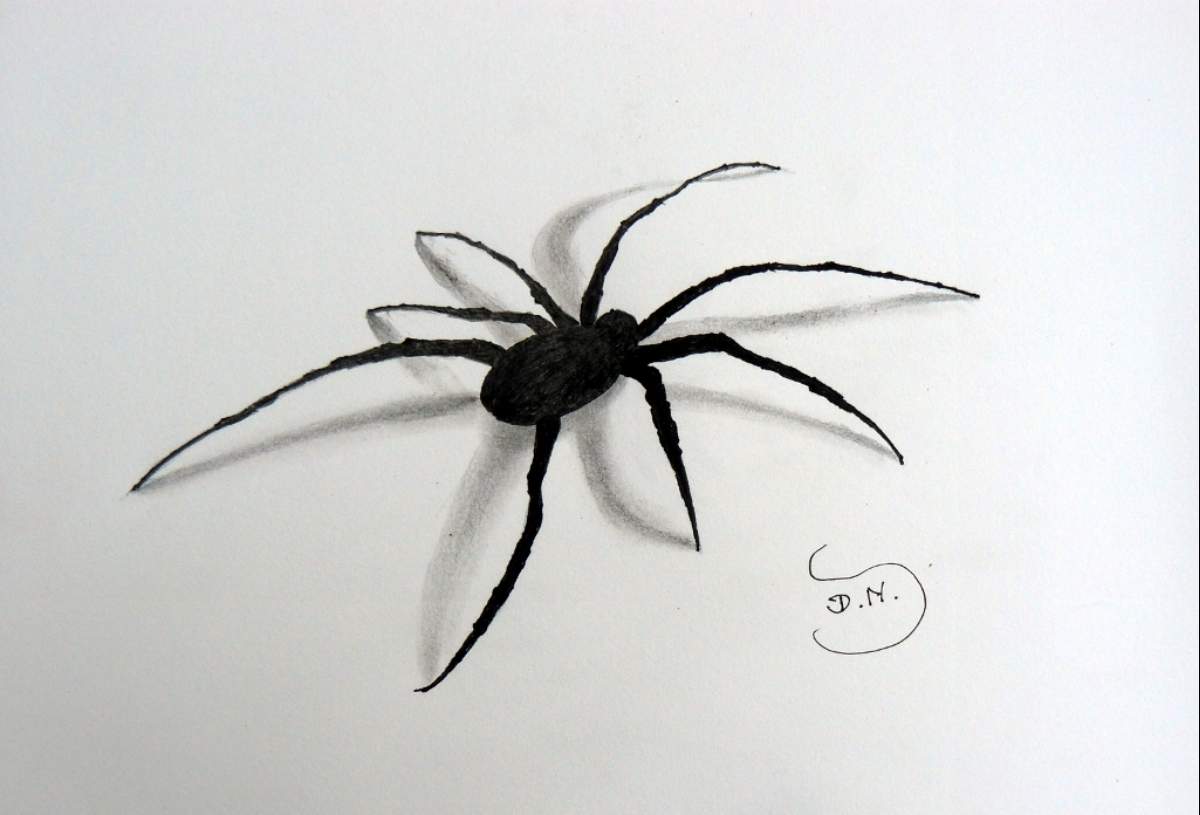 Spider.