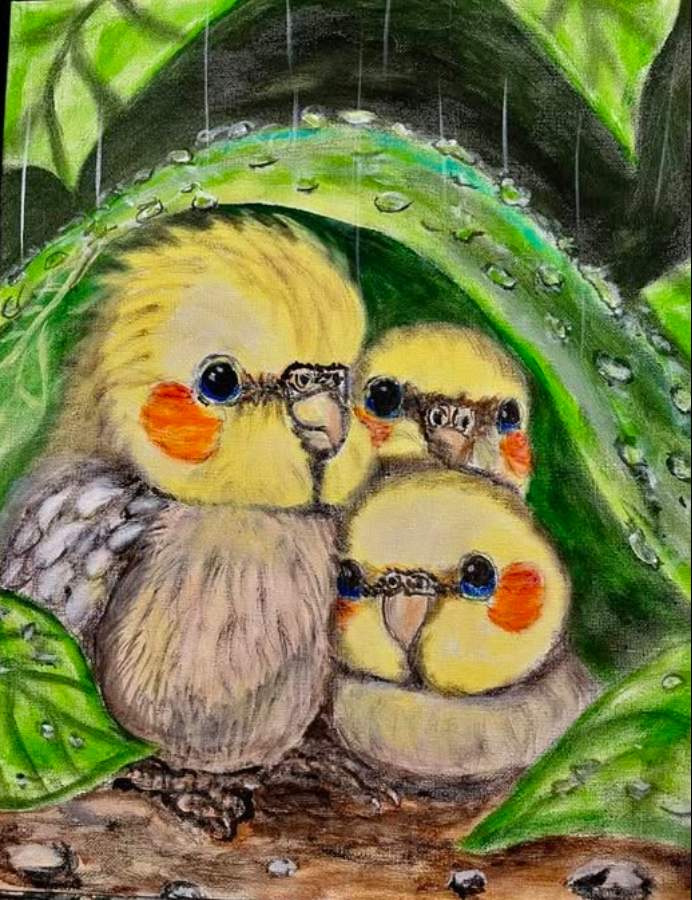 Yellow parrots hiding in rain!